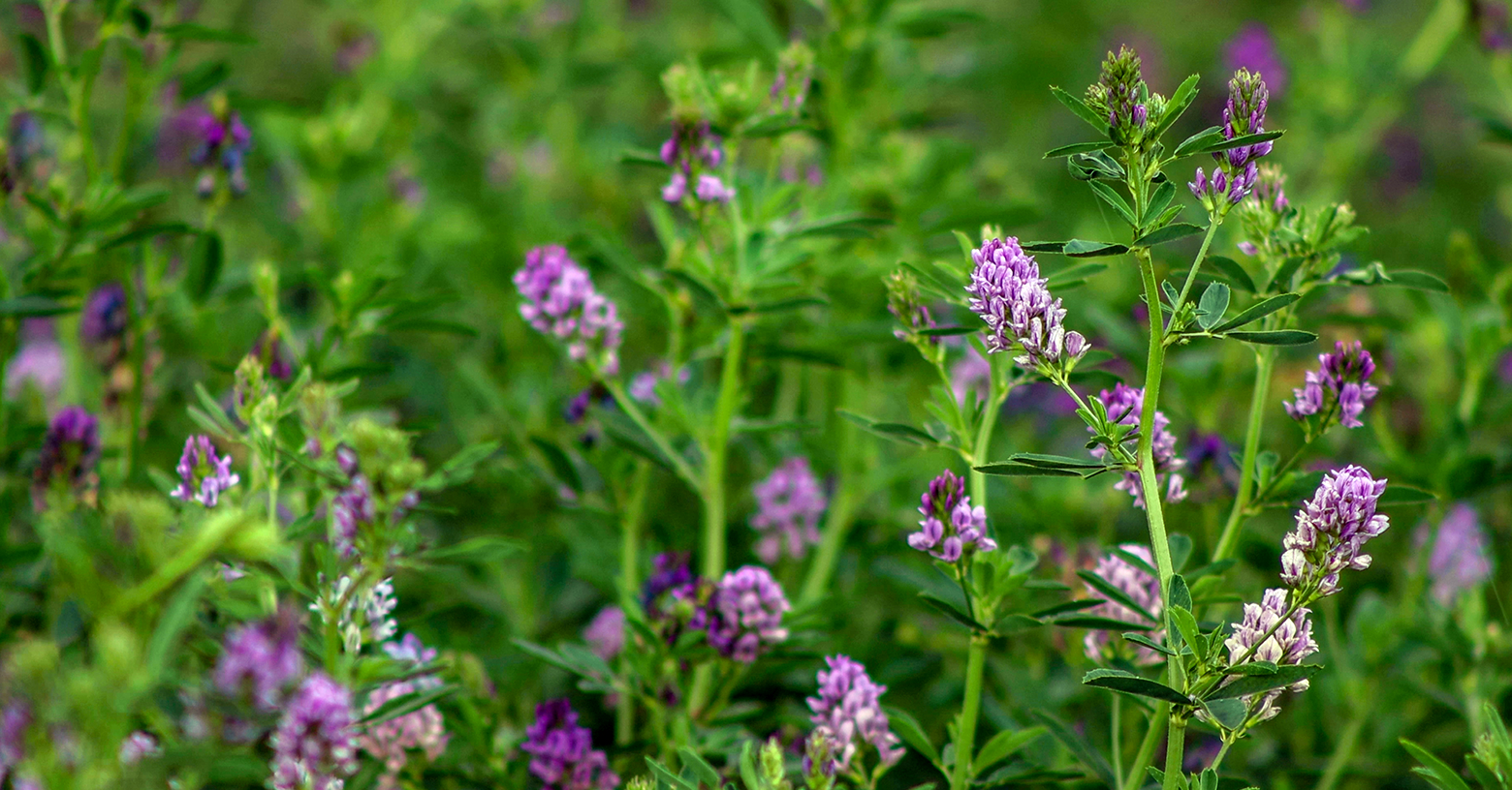 Early Evaluation For Healthy Alfalfa Crop | IFA Helping To Grow Blog